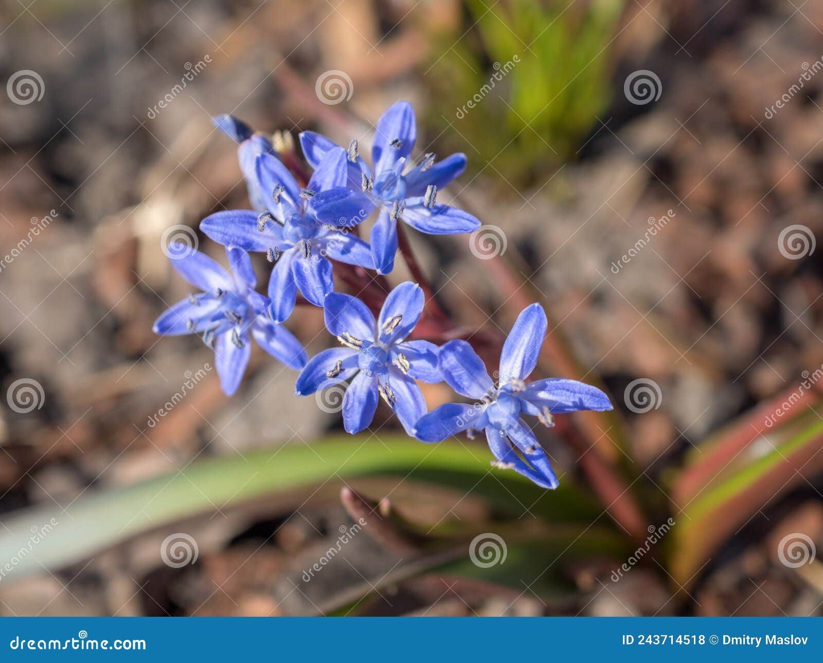 Small blue flowers stock photo. Image of outdoor, petal - 243714518