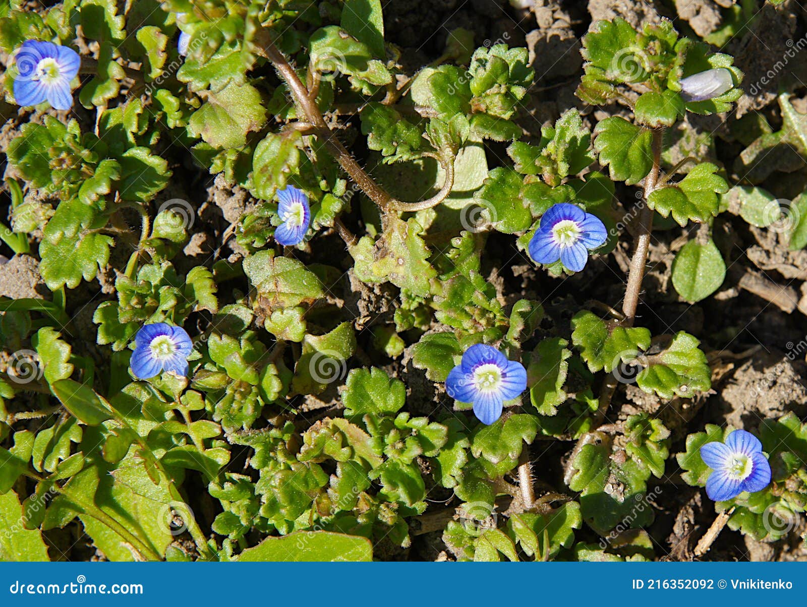 Small Blue Flowers of Speedwell or Gypsyweed Stock Photo - Image of ...