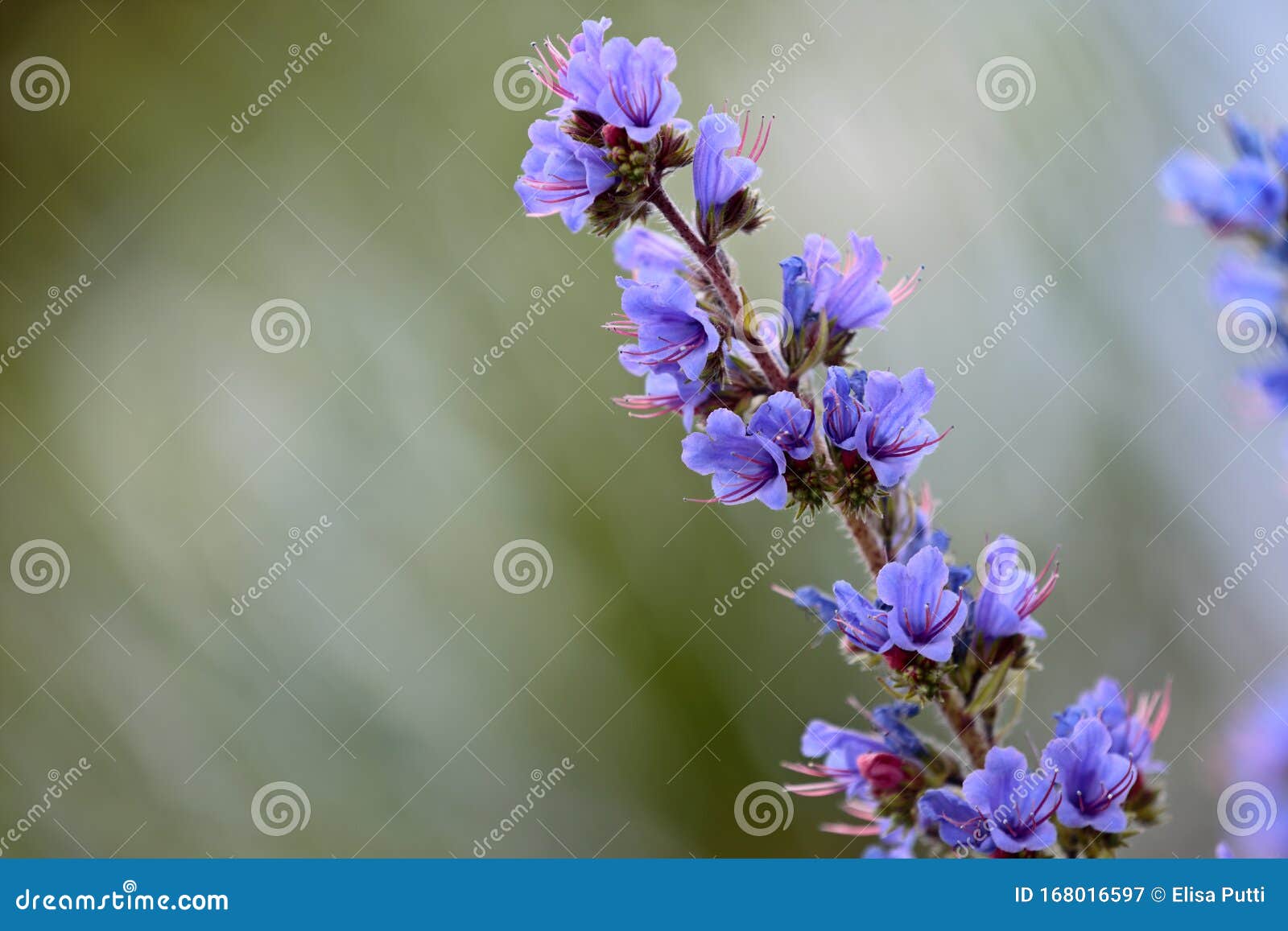Small Blue Flowers of Viper`s Bugloss Stock Image - Image of blue ...