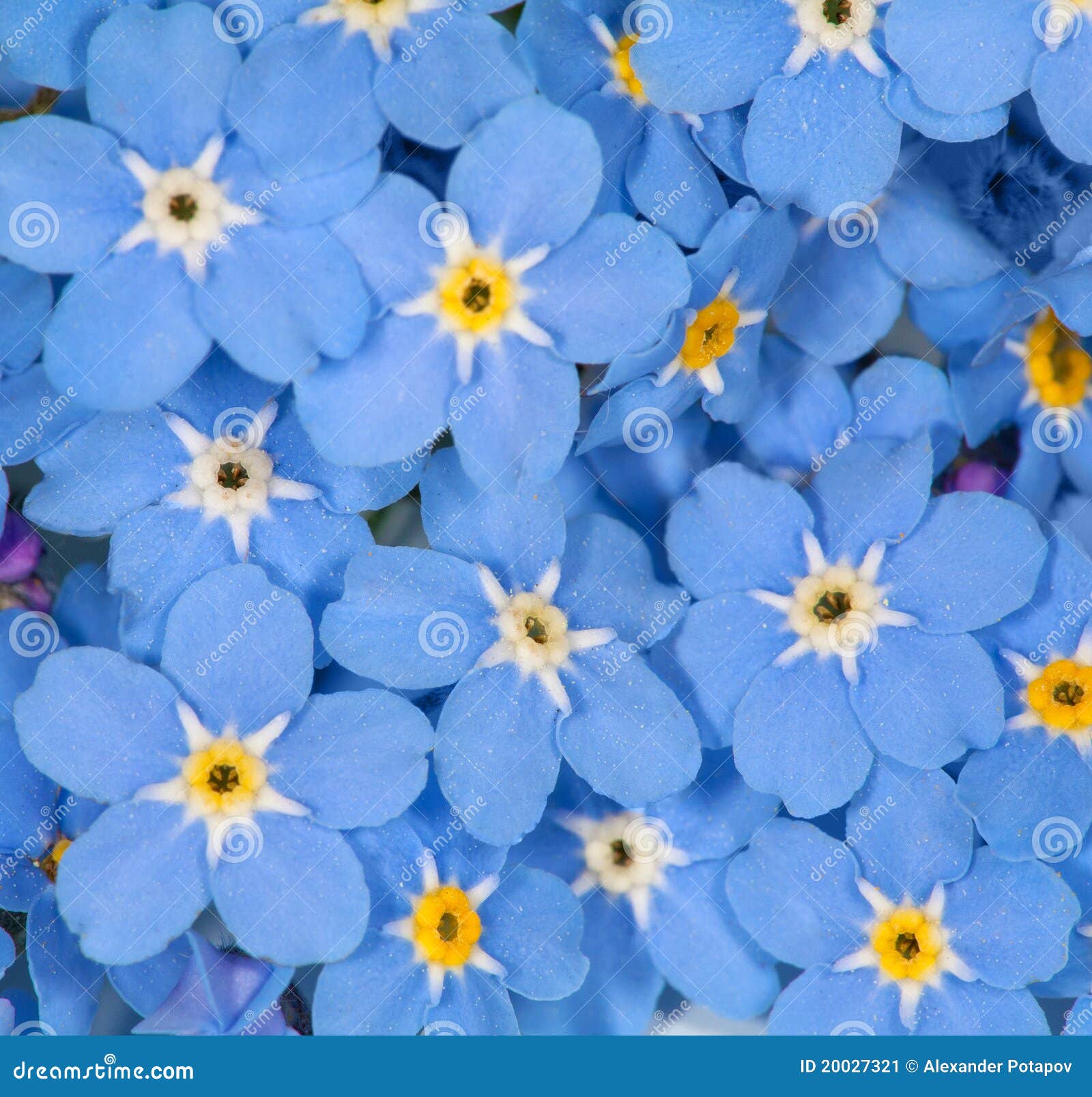 Small Blue Forget-me-not Flowers Background Stock Image - Image of ...