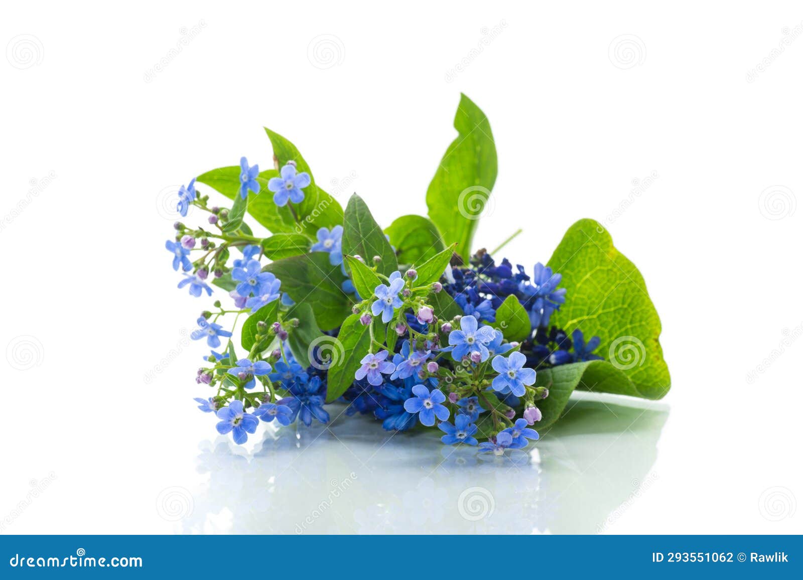 Small Blue Forget-me-not Flowers on White Background Stock Photo ...