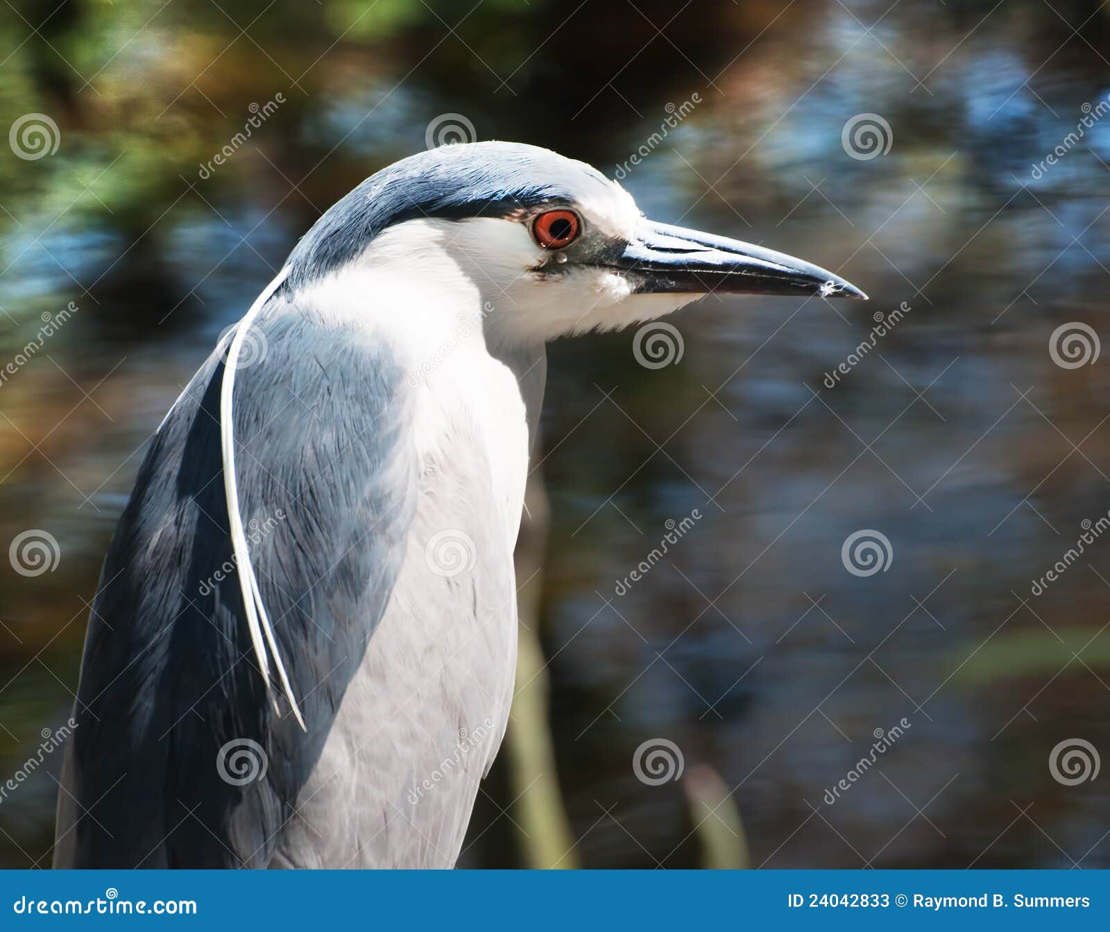 Small Blue Heron stock image. Image of animals, heron - 24042833