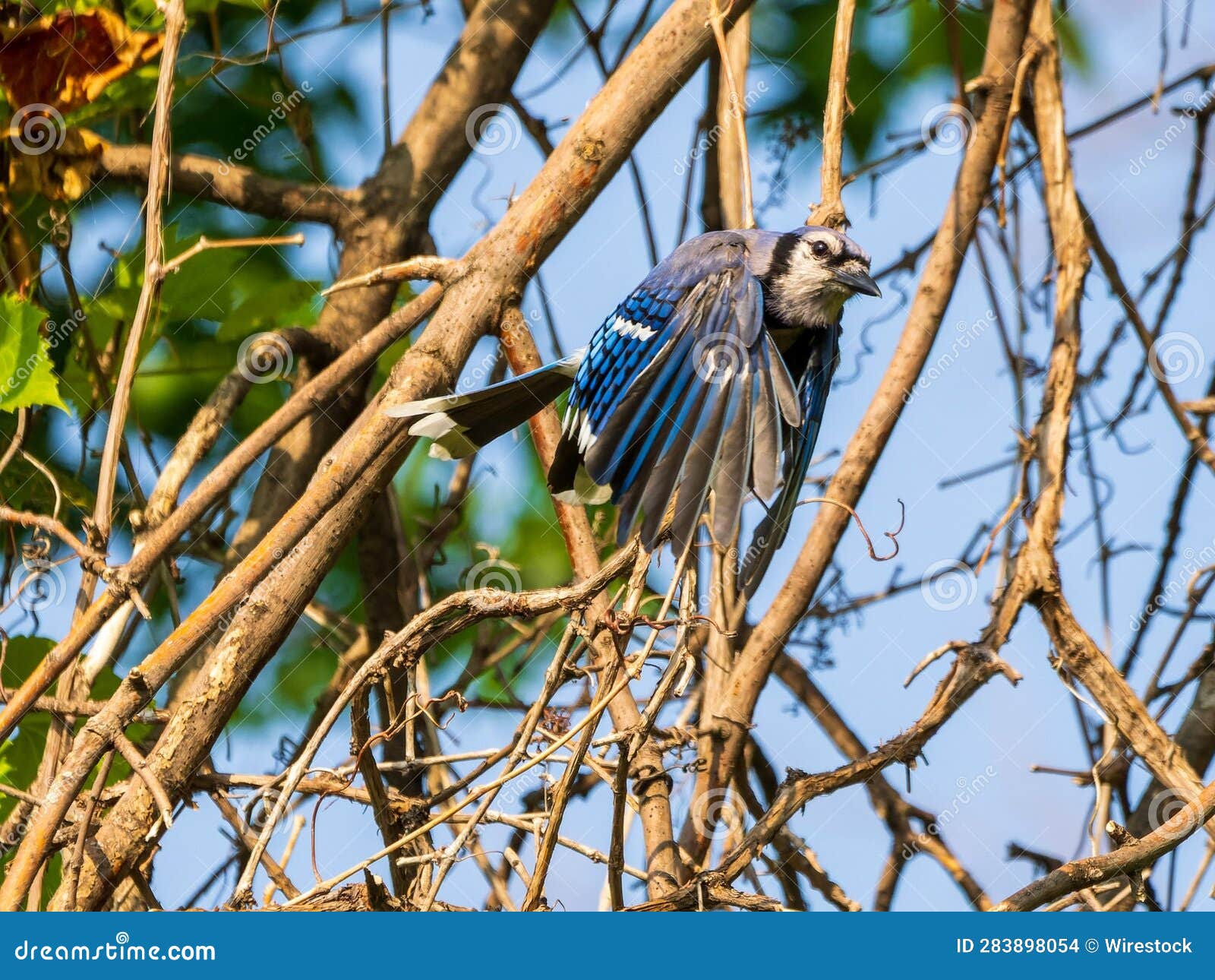 Small Blue Jay Bird Perched on a Thin Branch in a Lush, Evergreen ...