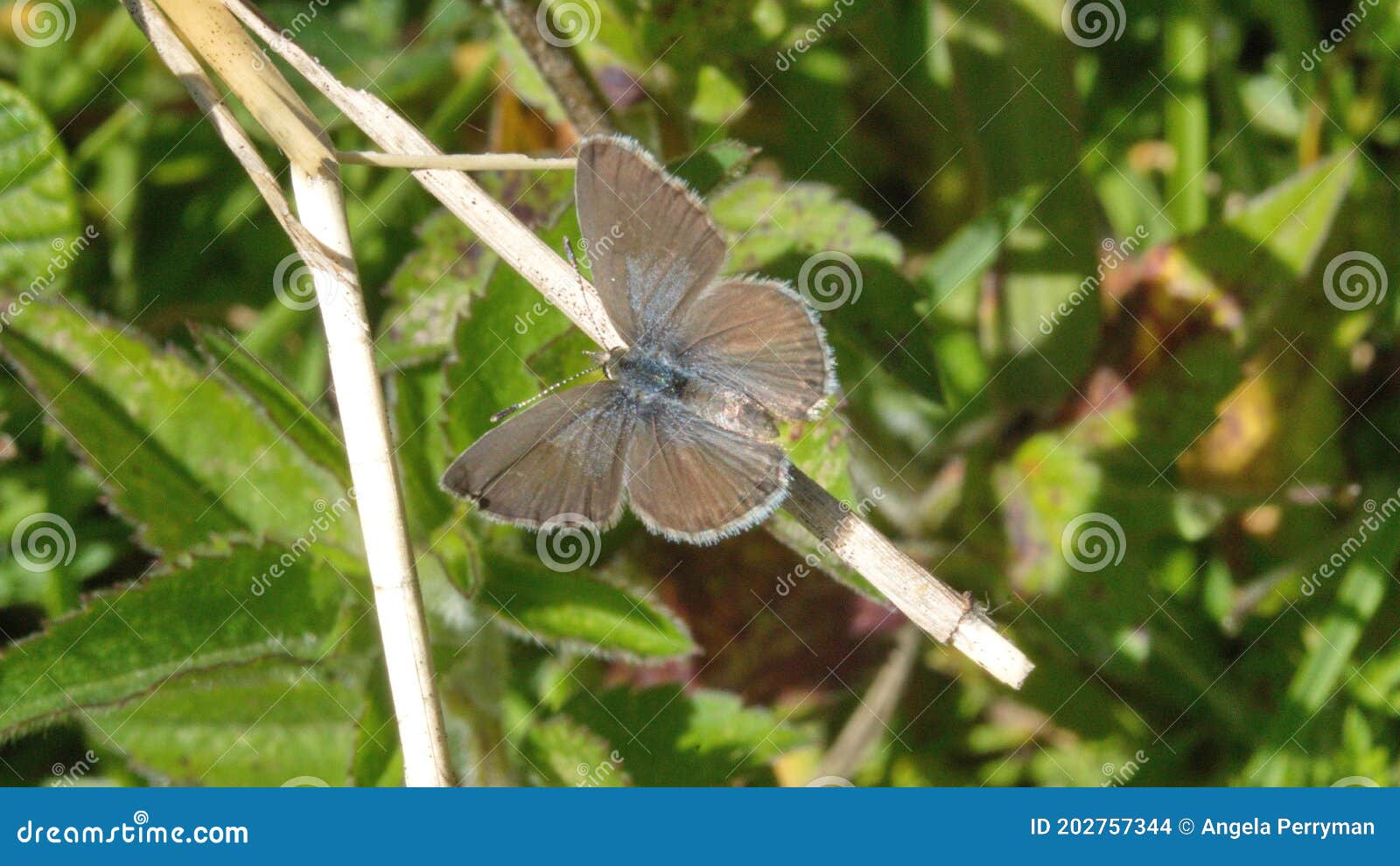 Small blue moth in a field stock photo. Image of latin - 202757344