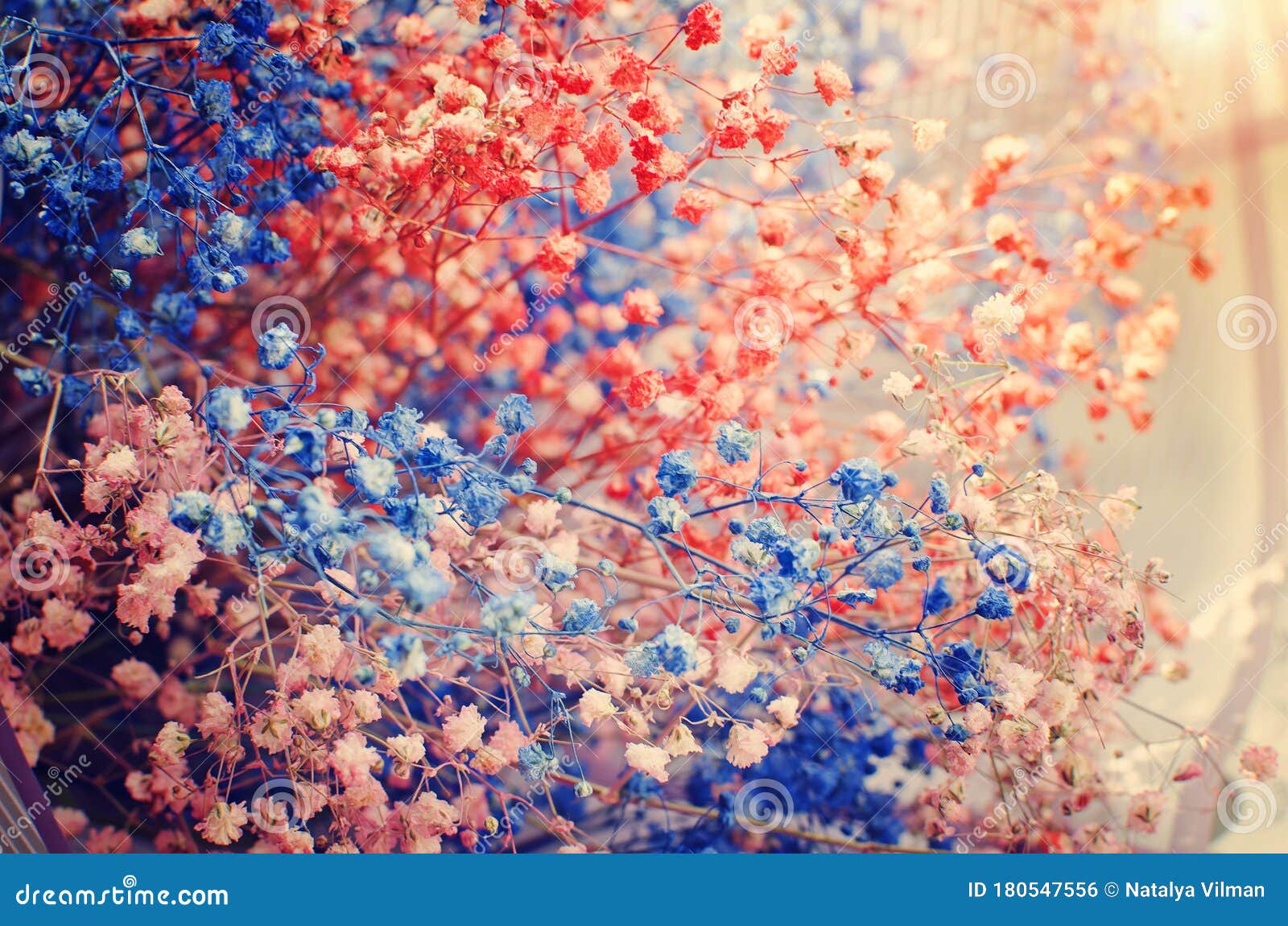 Small Blue and Pink Flowers. Beautiful Natural Background Stock Photo ...