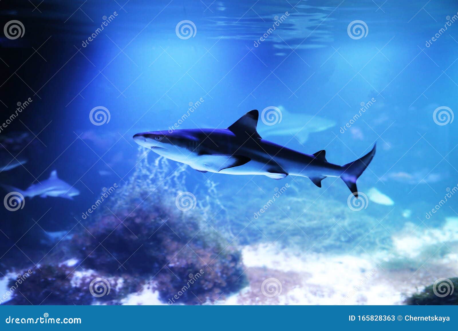 Small Blue Shark in Aquarium Water. Elasmobranch Fish Stock Image ...