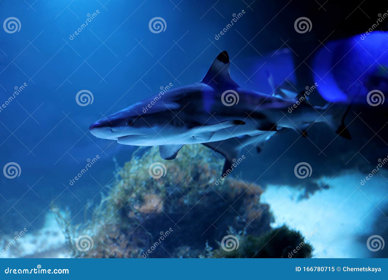 Small Blue Shark in Clear Water. Elasmobranch Fish Stock Image - Image ...
