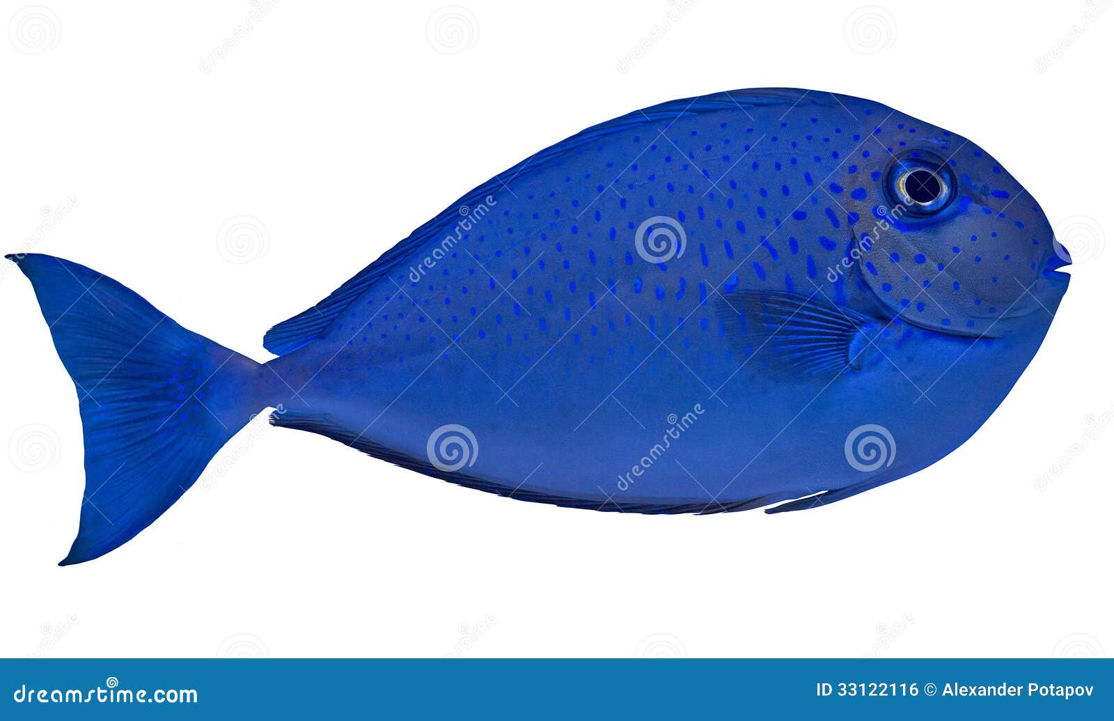 Small Blue Spotted Fish Isolated on White Stock Photo - Image of blue ...