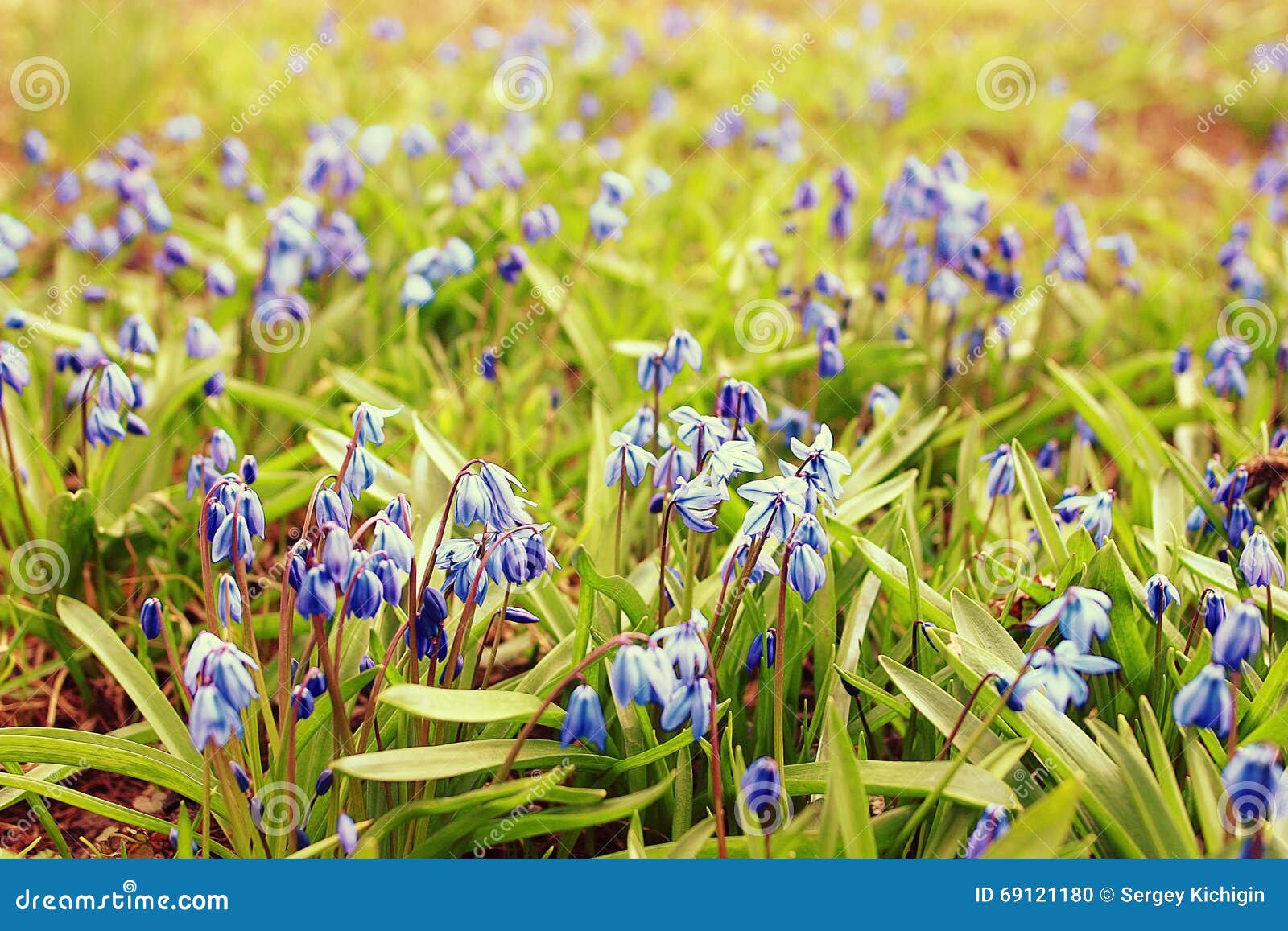 Small blue spring flowers stock photo. Image of love - 69121180