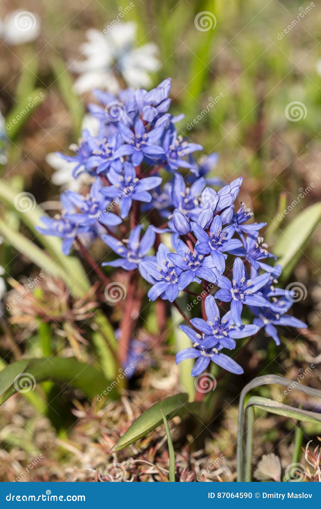 Small blue spring flowers stock photo. Image of small - 87064590