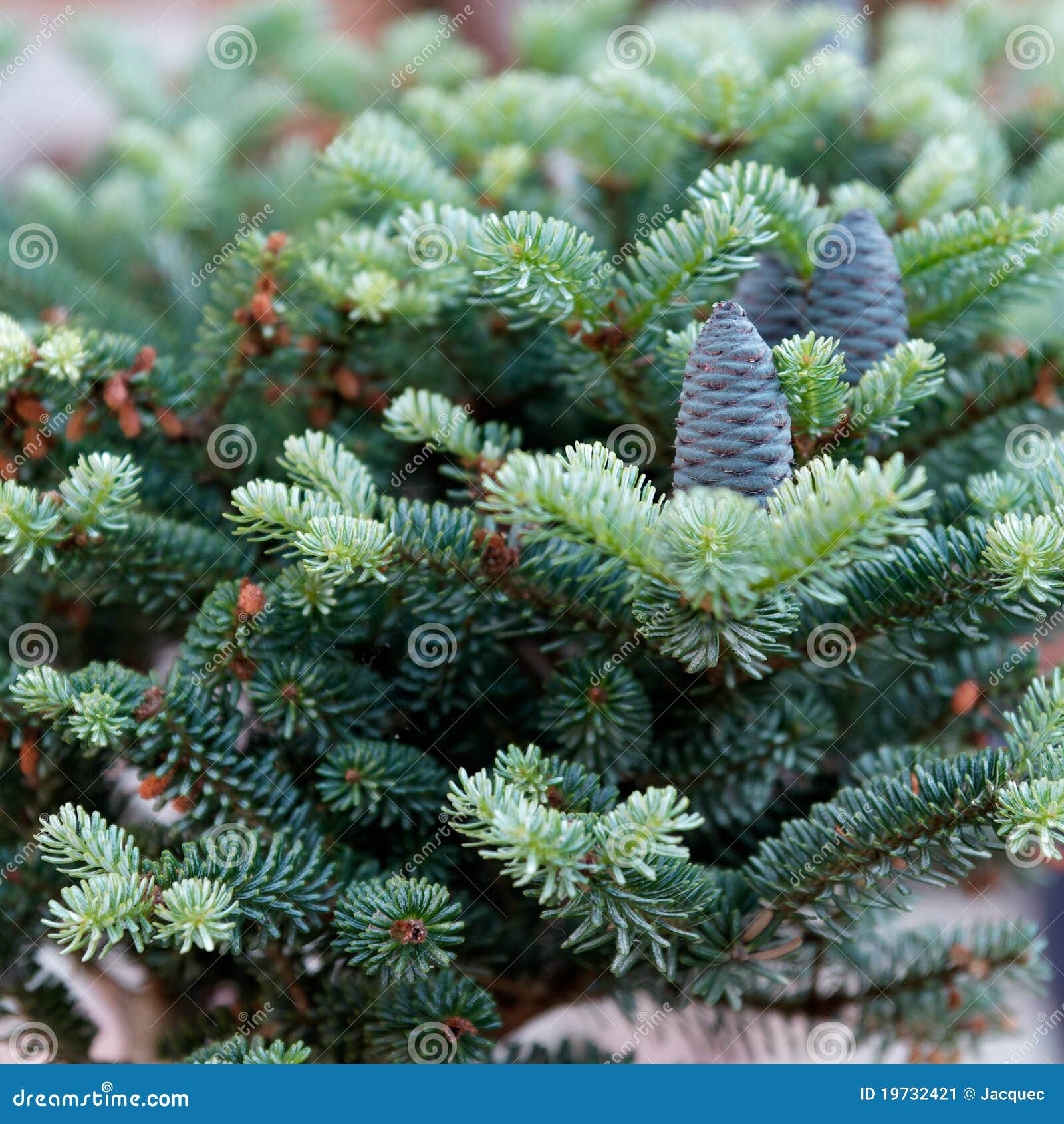 Small Blue Spruce and Fruit Stock Image - Image of bleu, pomme: 19732421