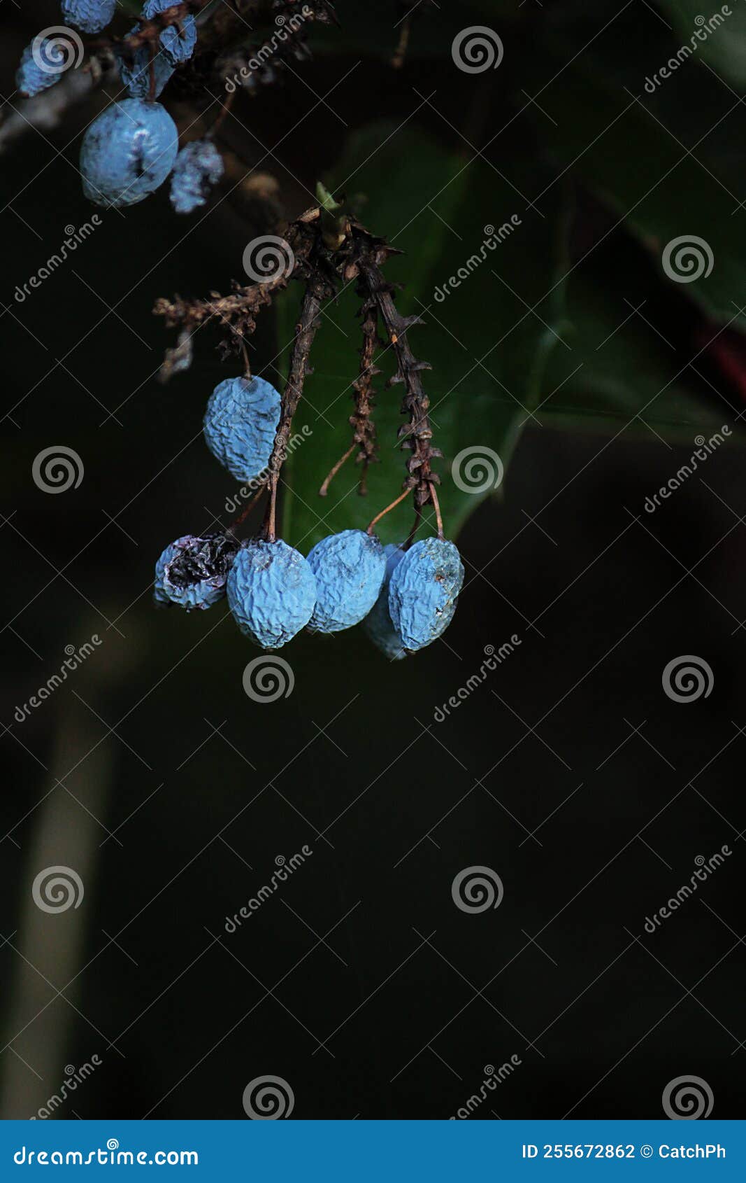 Small Blue Wild Berries on a Black Background Stock Photo - Image of ...