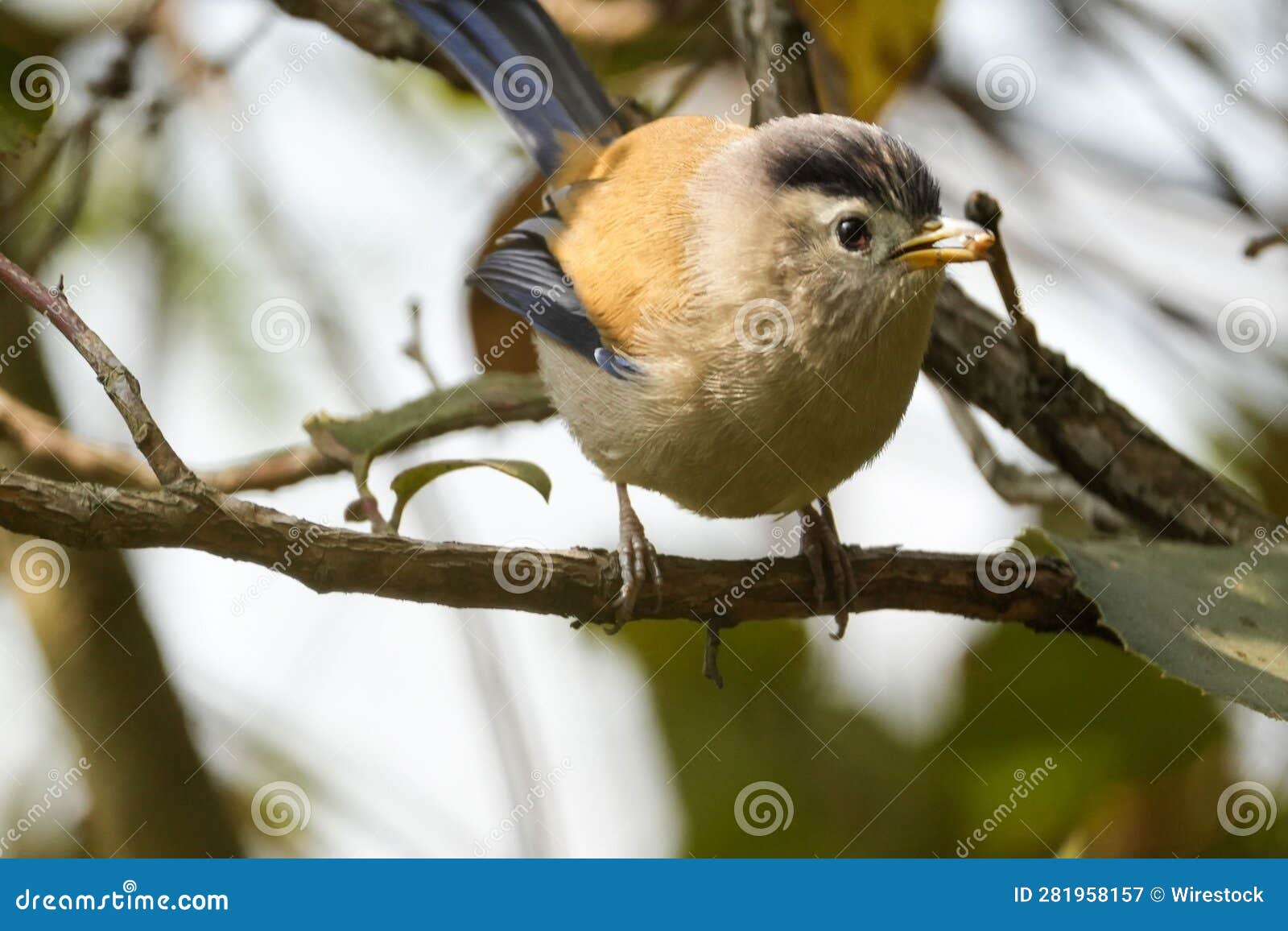 Small Blue-winged Minla Species Perched on a Branch of a Tree Stock ...