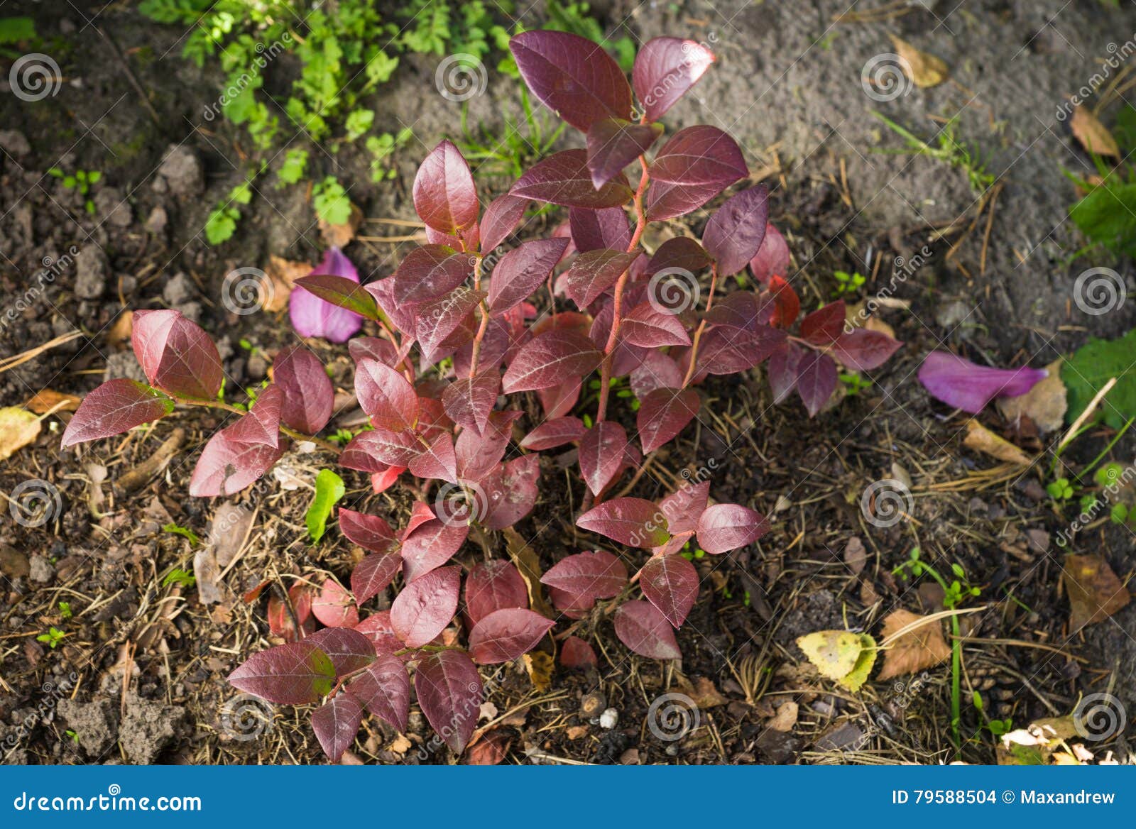 Small blueberry bush stock photo. Image of fresh, green - 79588504