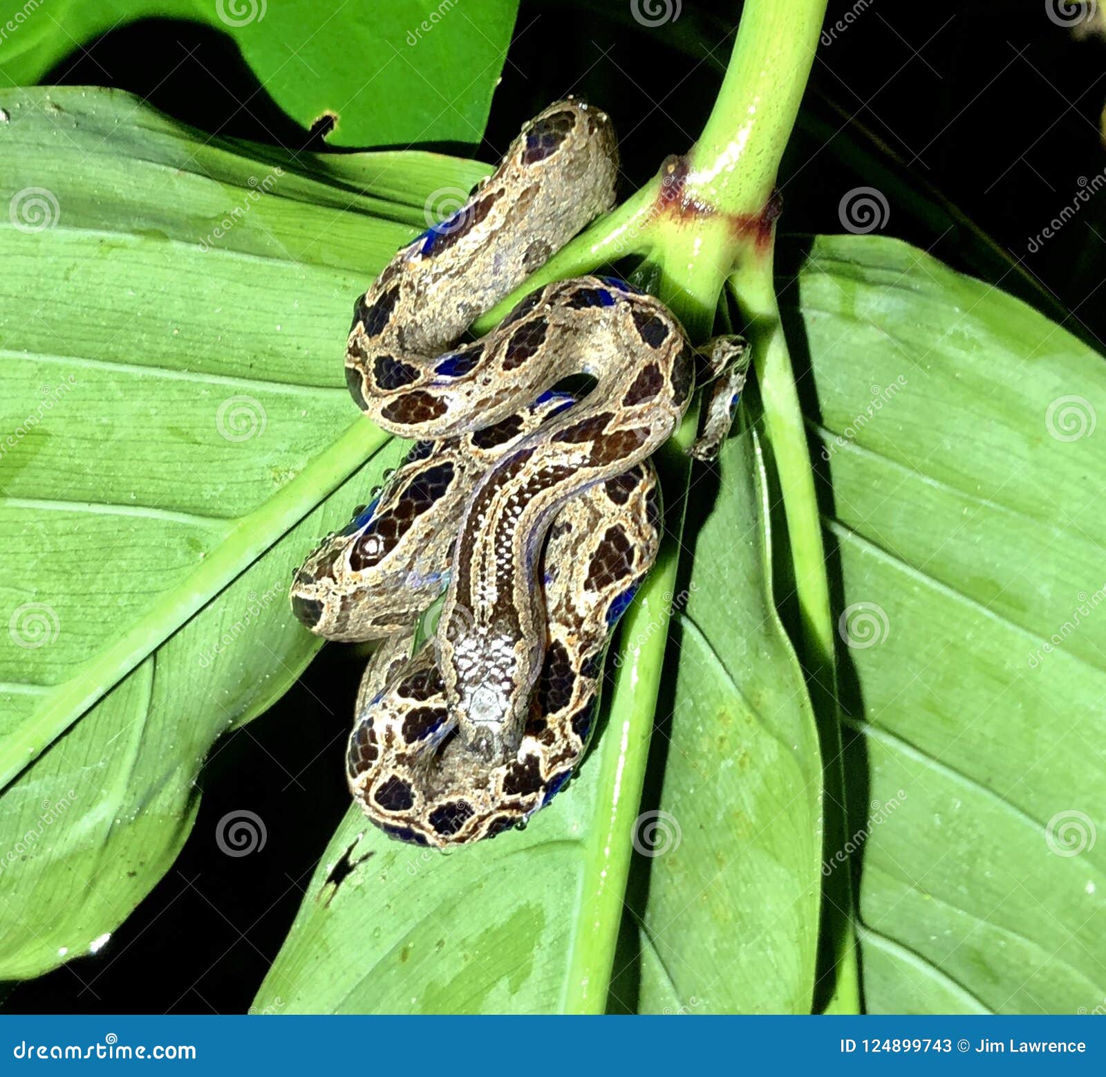 Small Costa Rican Boa Constrictor Stock Image - Image of rican, small ...