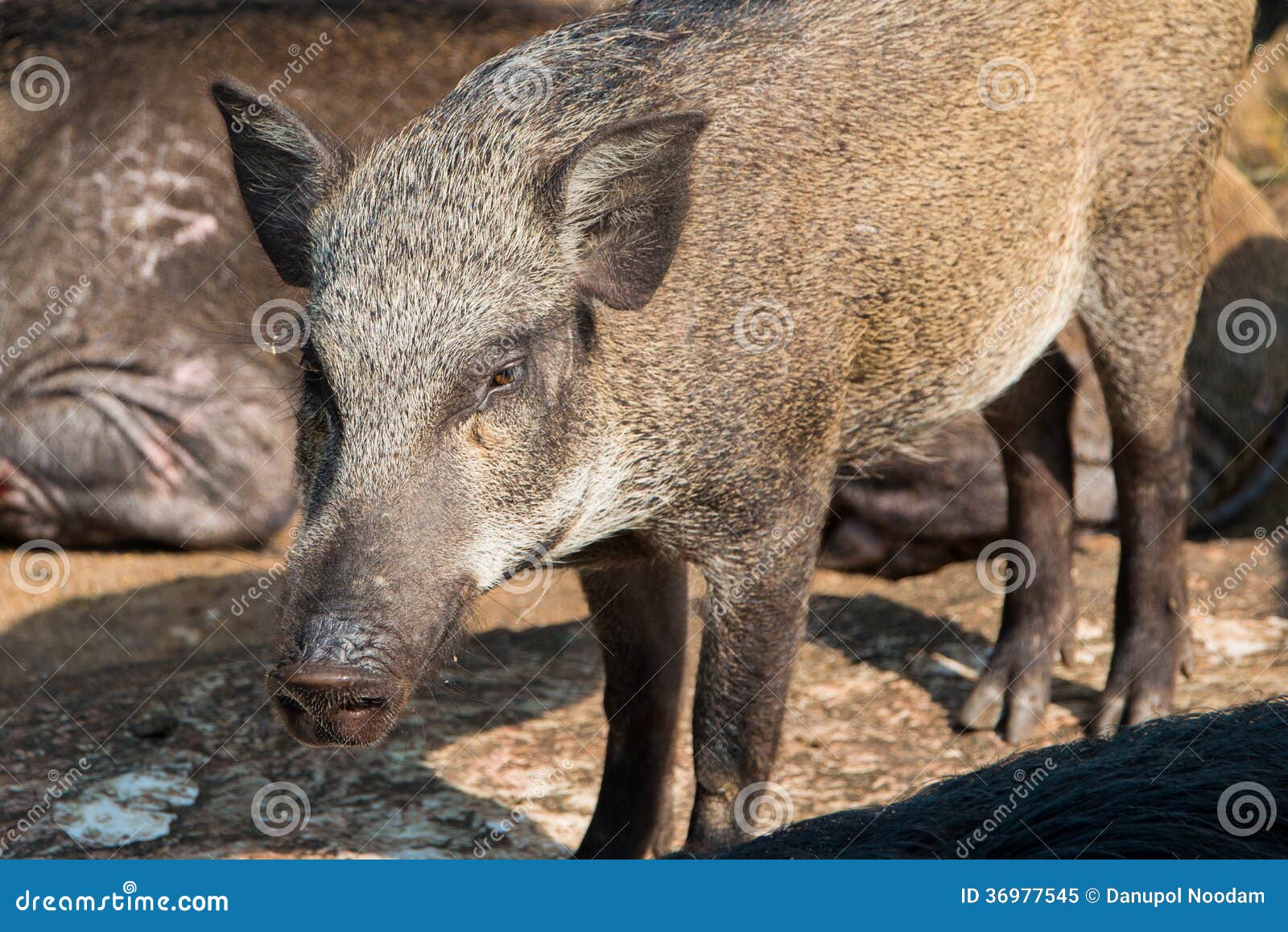 Small boar stock image. Image of feed, thailand, forest - 36977545