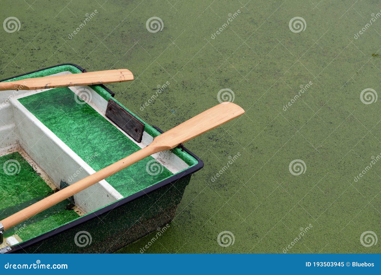 A Small Boat with Two Oars on a Pond with Duckweed Stock Image - Image ...