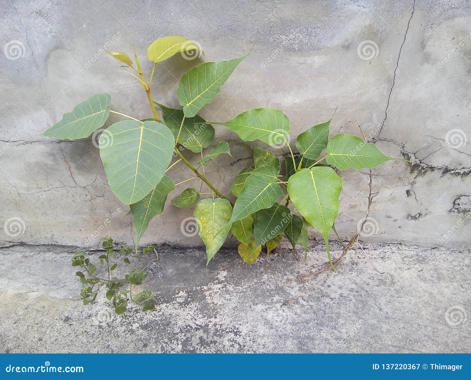 Small bodhi tree. stock image. Image of front, brown - 137220367