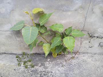 Small bodhi tree. stock image. Image of front, brown - 137220367