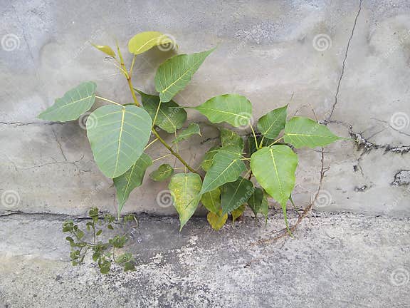 Small bodhi tree. stock image. Image of front, brown - 137220367