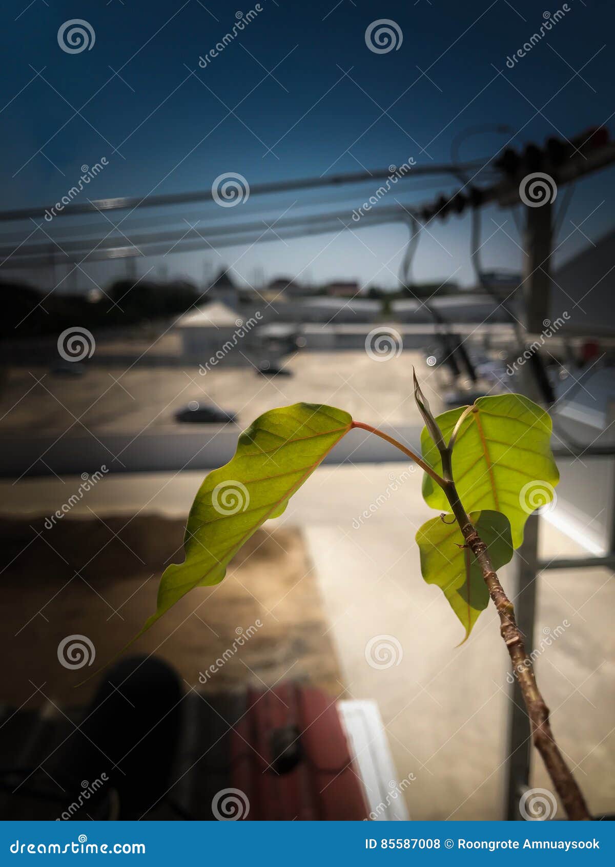 Small Bodhi Tree. Stock Image | CartoonDealer.com #137220367