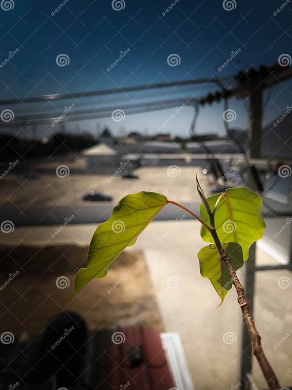Small Bodhi Tree in the City. Stock Photo - Image of buddhist, buddhism ...