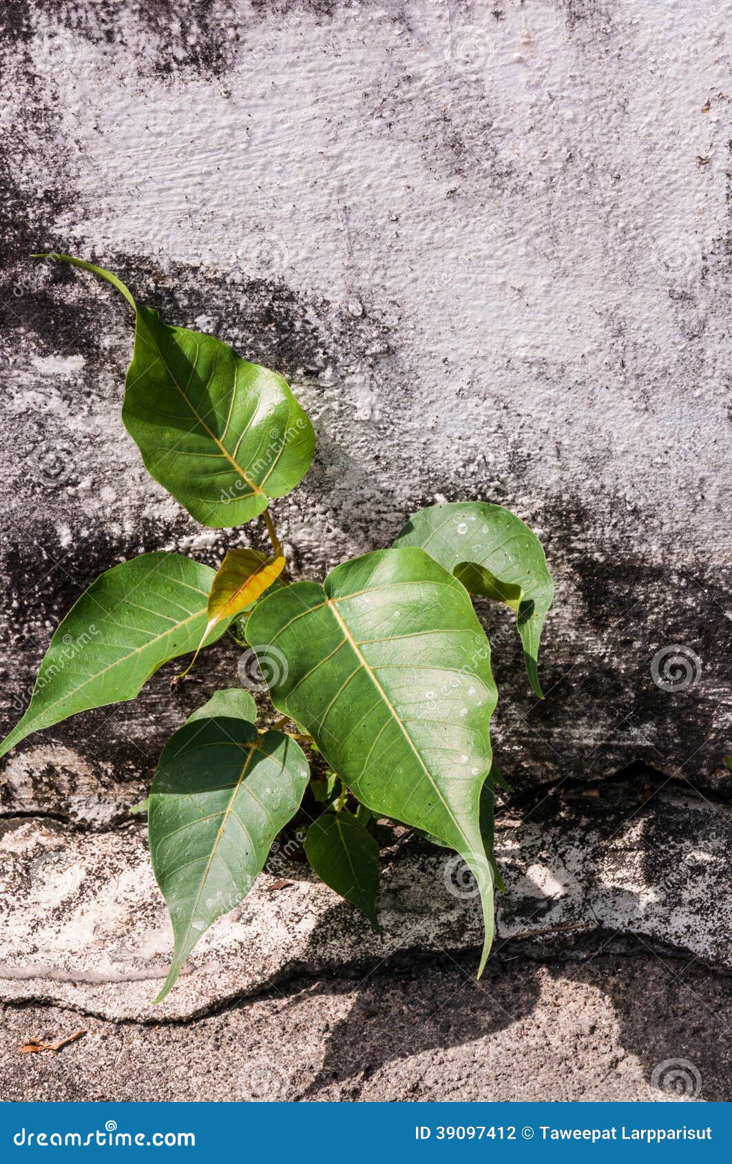 Small bodhi tree stock photo. Image of buddha, mahathat - 39097412