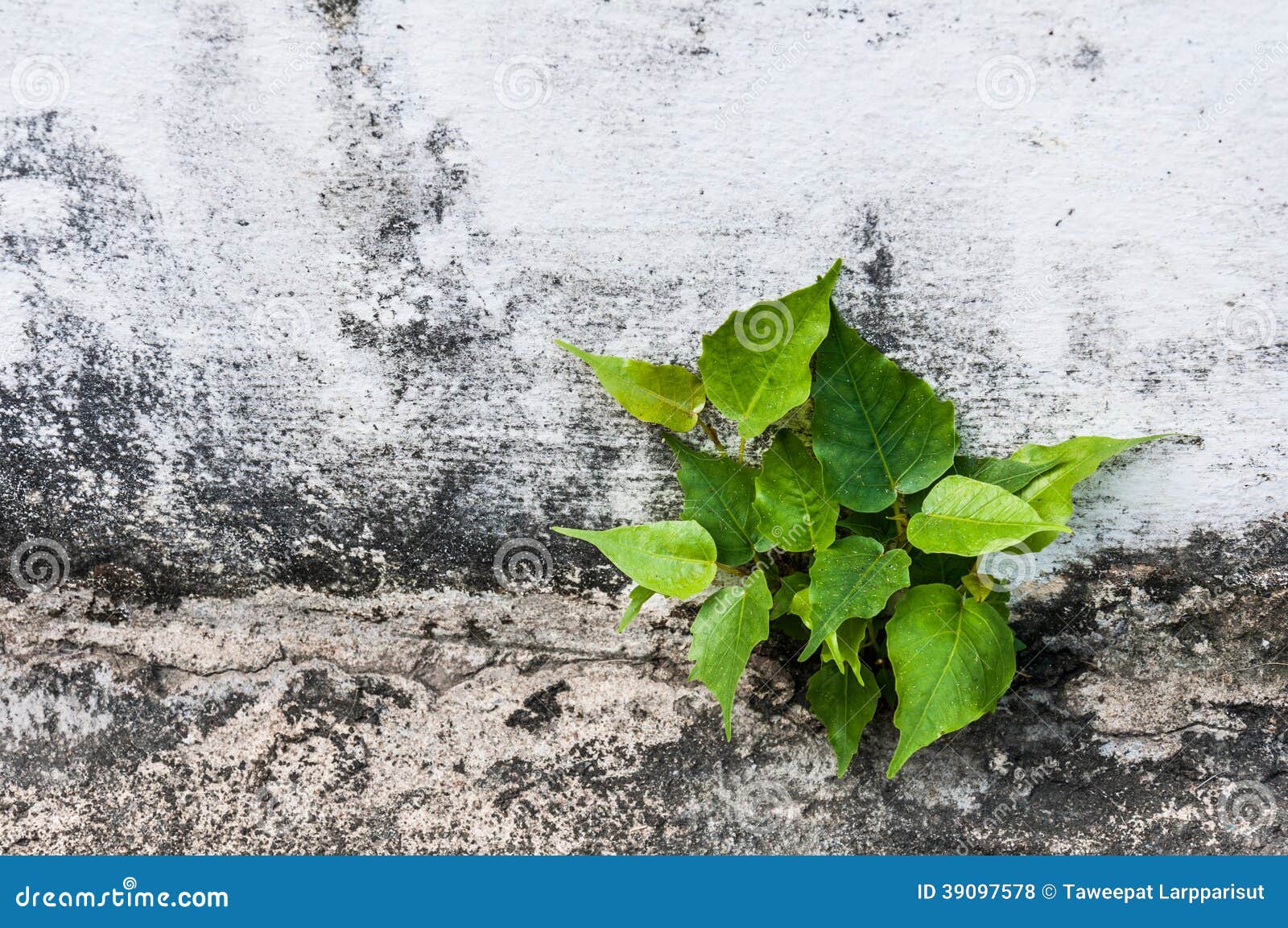 Small Bodhi Tree Stock Photo | CartoonDealer.com #39097578
