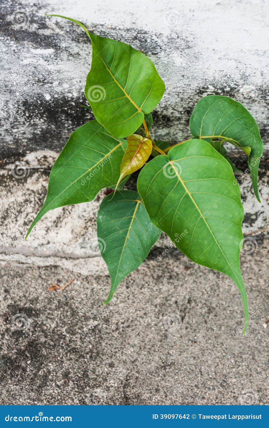 The Small Bodhi Tree Grows From The Joints Of Concrete Stairs. Stock ...