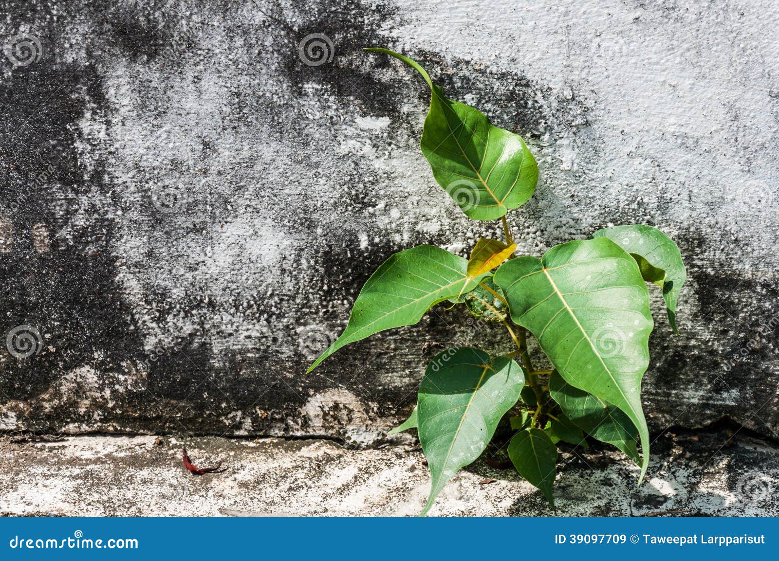 Small Bodhi Tree Stock Photo | CartoonDealer.com #39097578
