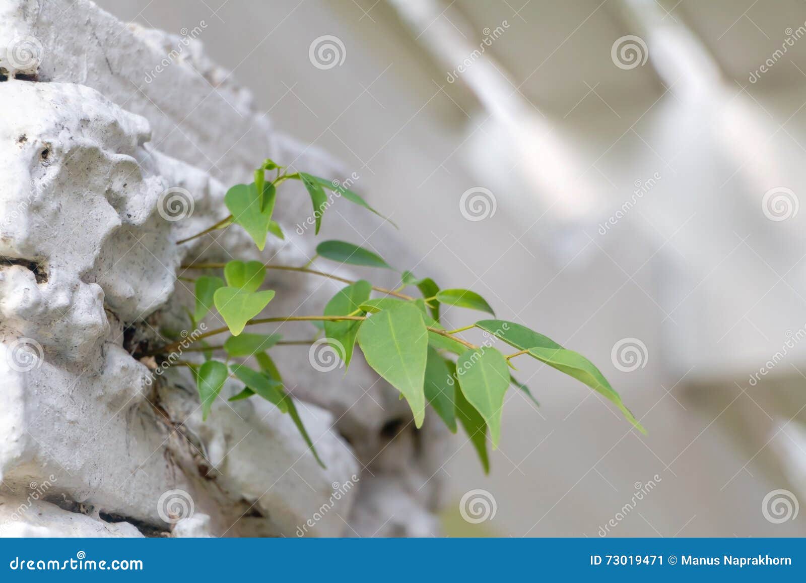 Small Bodhi Tree Royalty-Free Stock Photography | CartoonDealer.com ...