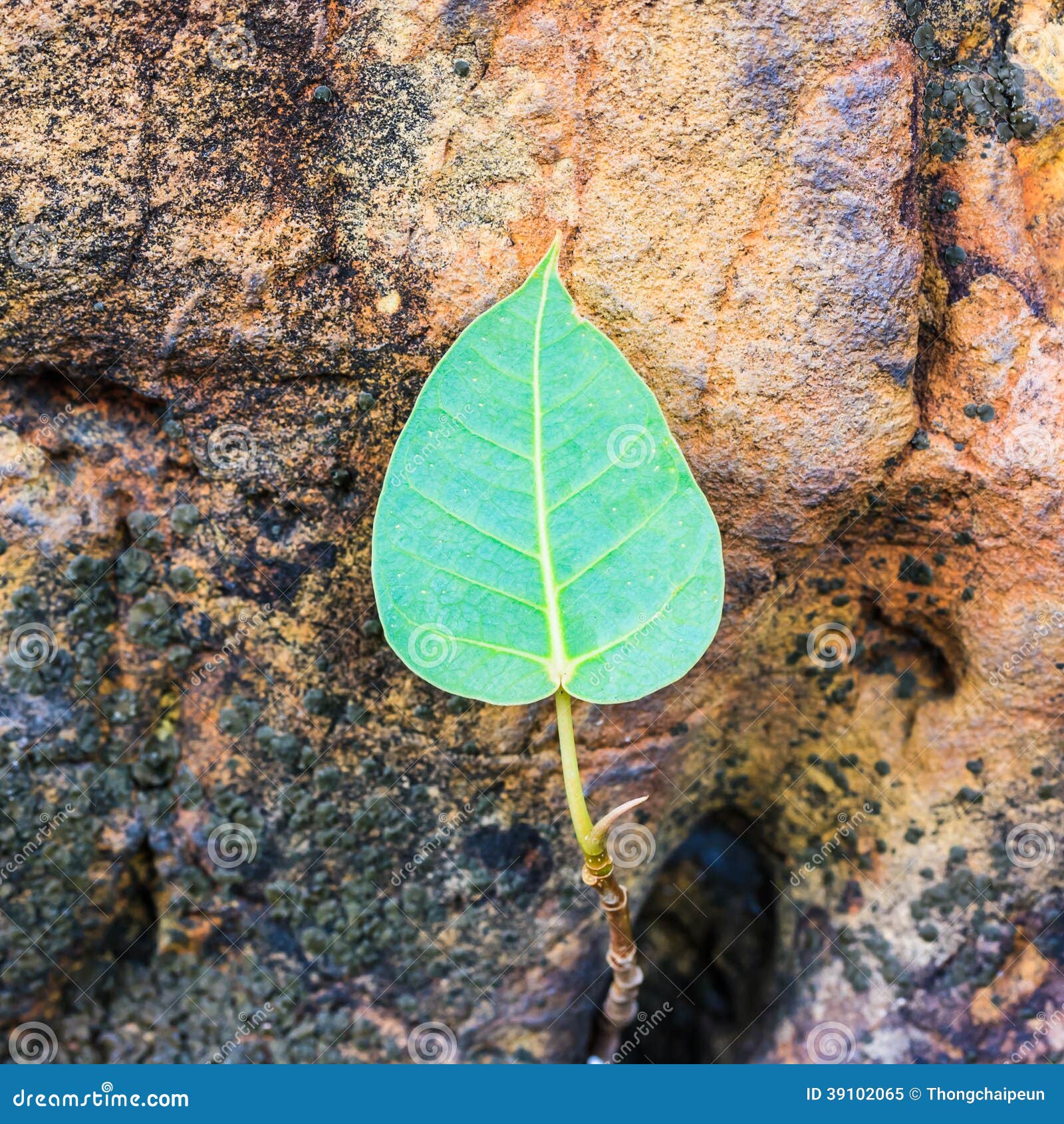 Small Bodhi Tree Growing In Concrete Royalty-Free Stock Photography ...