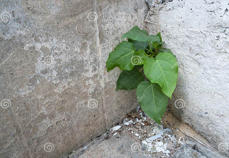 A Small Bodhi Tree Grows on Corner Stock Photo - Image of environment ...