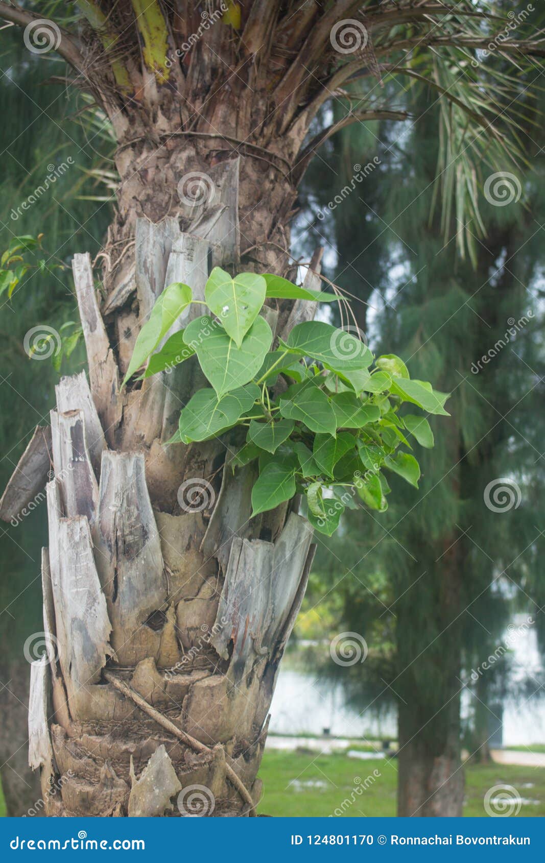 Small Bodhi Tree on the Palm Tree in the Park,Thailand Stock Photo ...