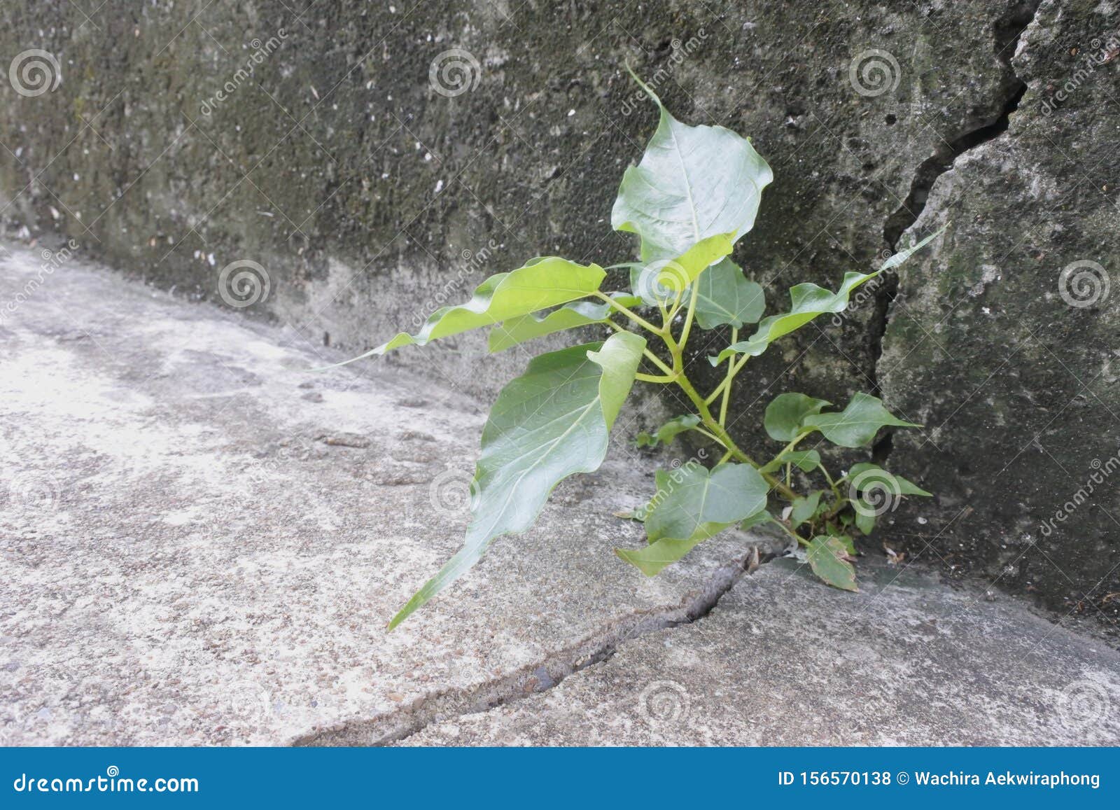 Small bodhi tree stock photo. Image of ground, natural - 156570138