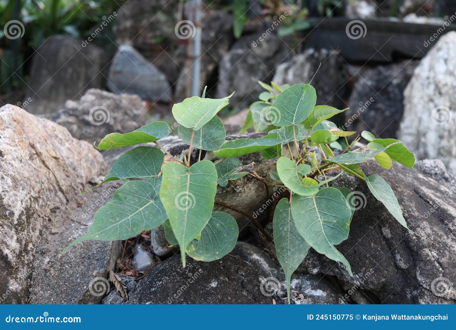 Small Bodhi Trees on Rock, Thailand. Stock Image - Image of outdoor ...