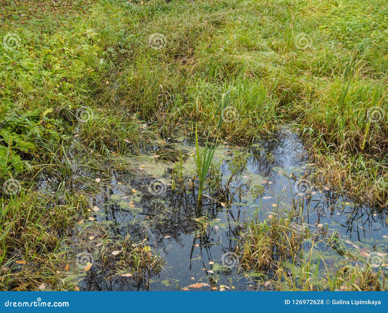 A Small Bog with a Sedge on a Glade Stock Photo - Image of marsh, scene ...