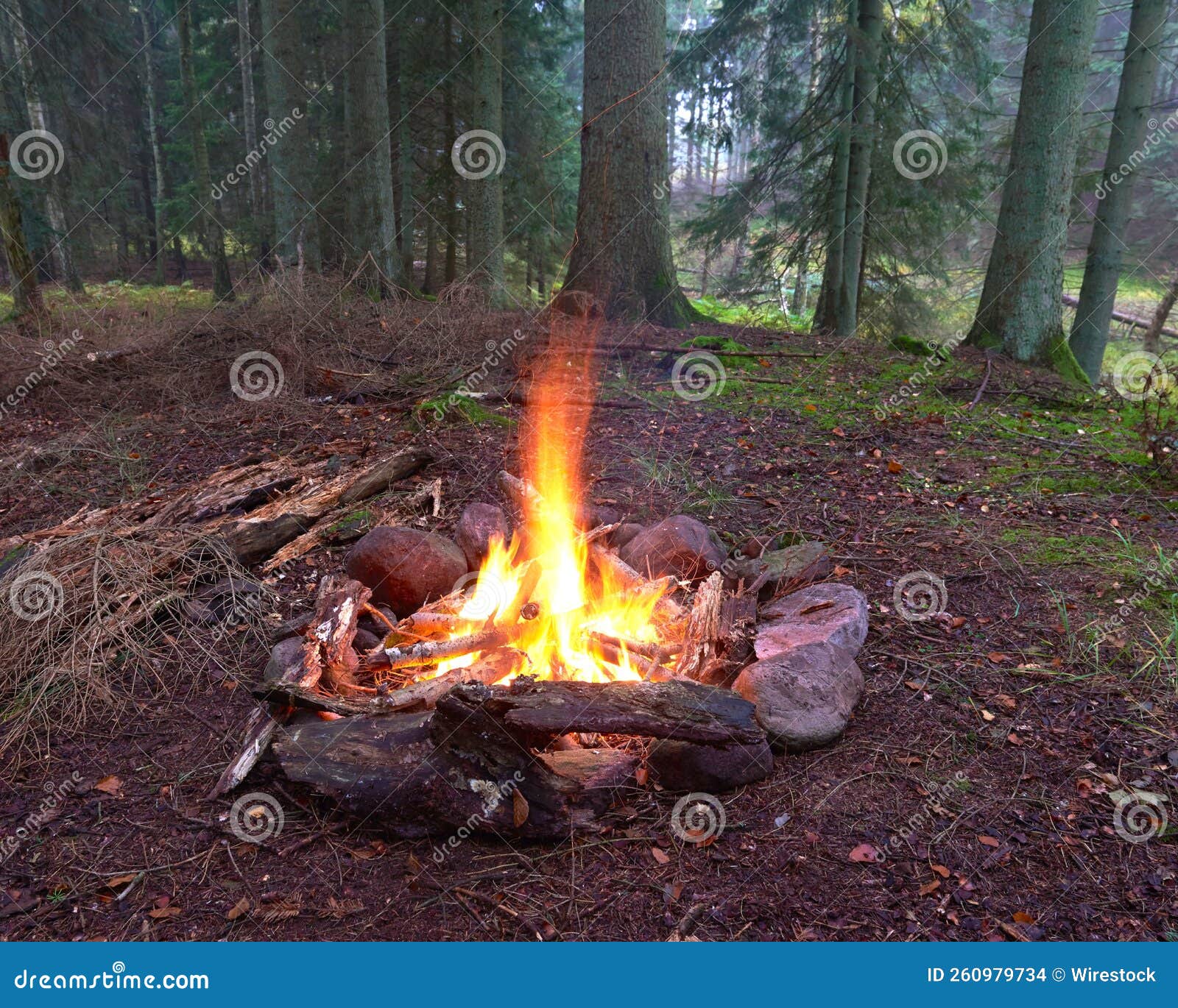 Small Bonfire in the Forest Stock Photo - Image of cozy, forestgreen ...