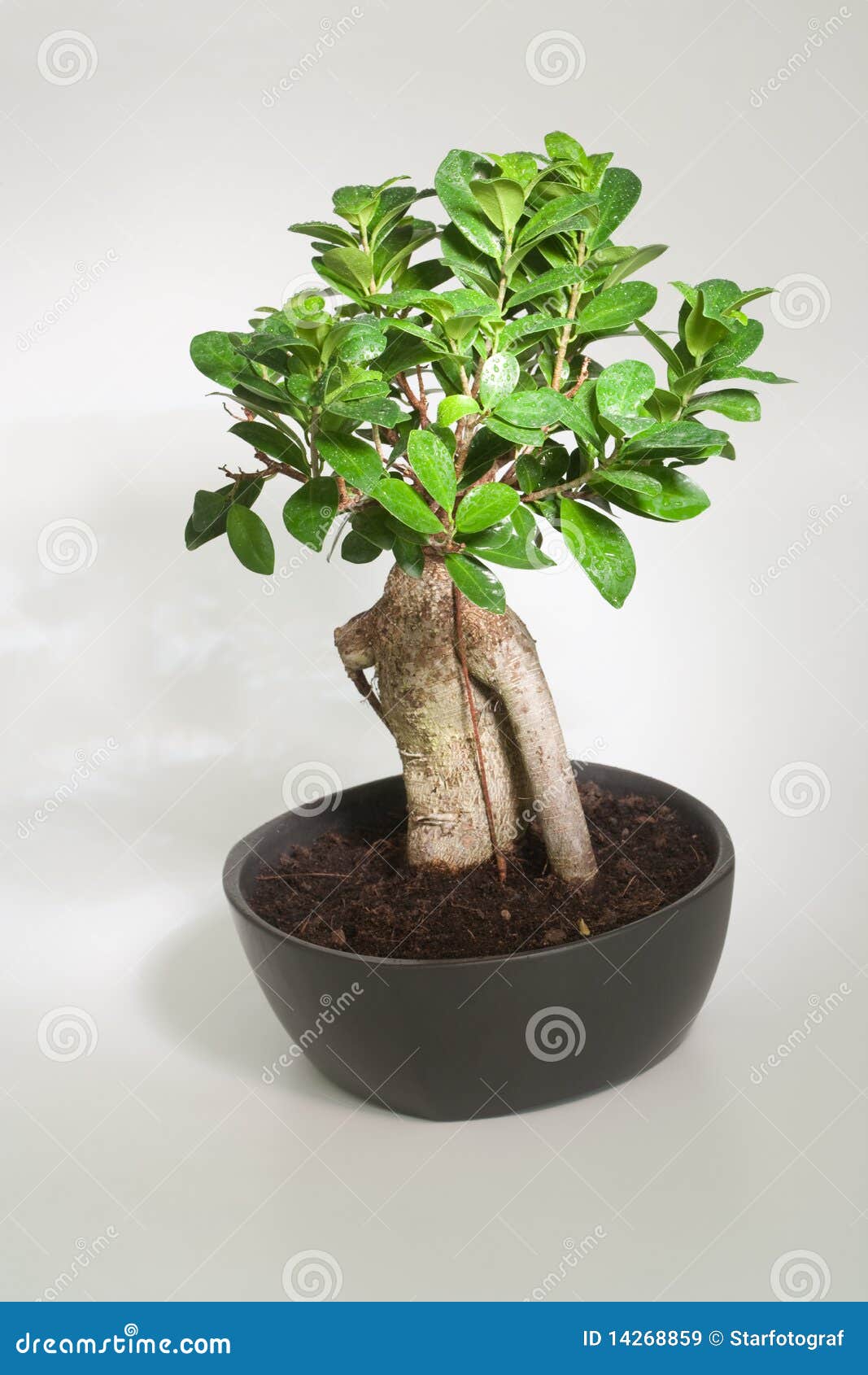 Small bonsai stock image. Image of life, tatjana, brown - 14268859