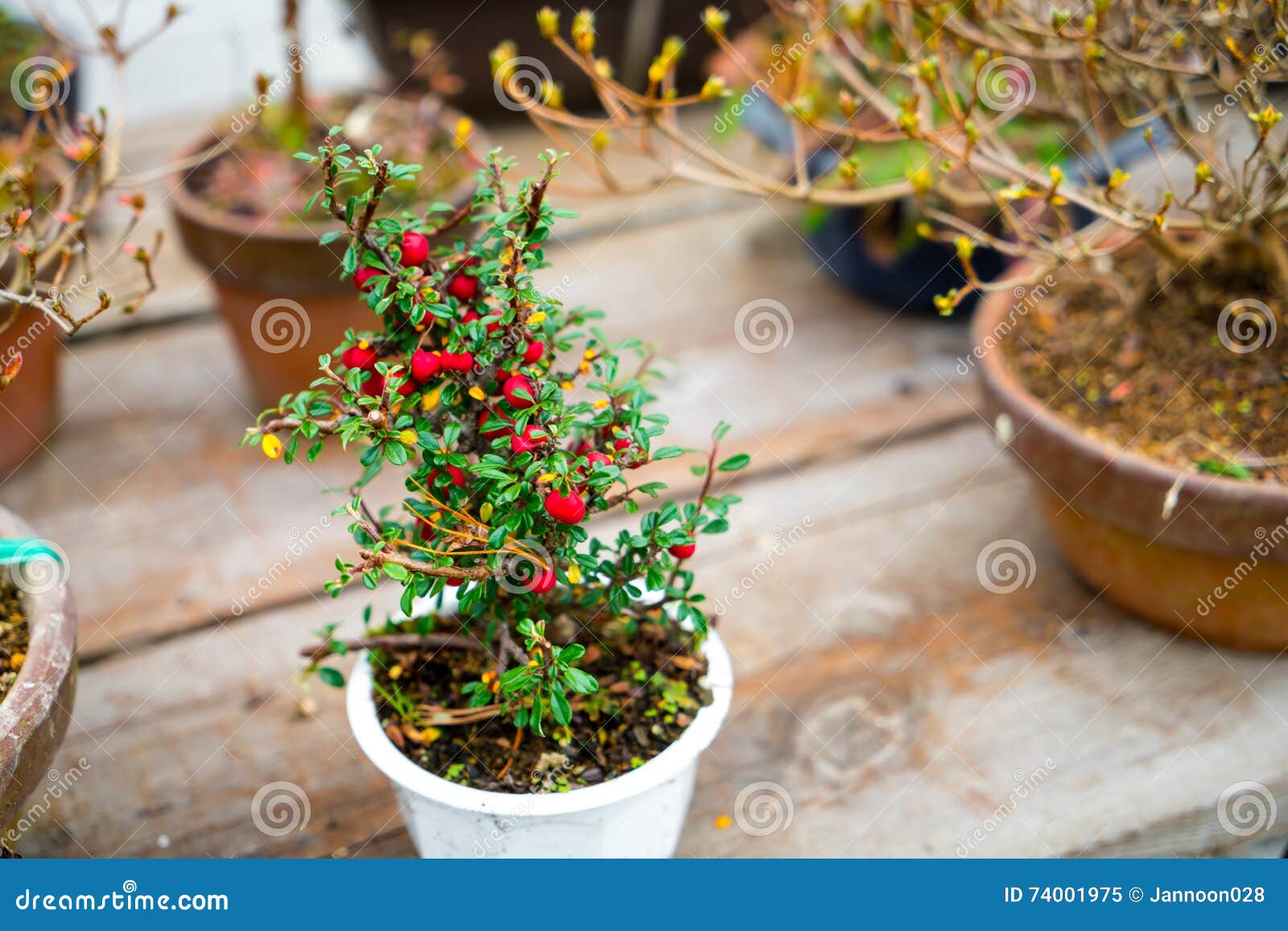 .Small bonsai tree stock image. Image of asia, china - 74001975
