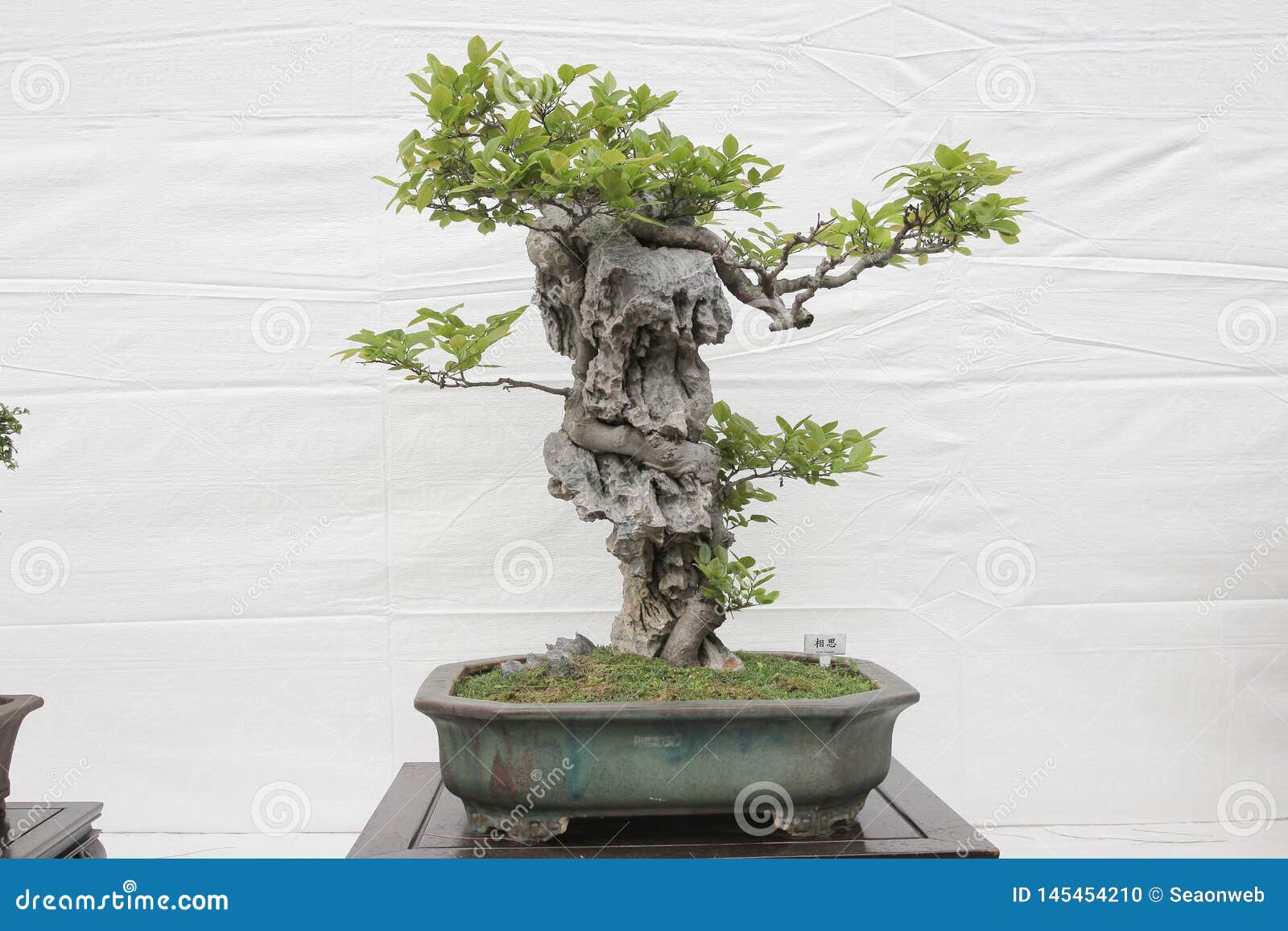 Small Bonsai Tree in a Ceramic Pot Cascade Style Stock Photo - Image of ...
