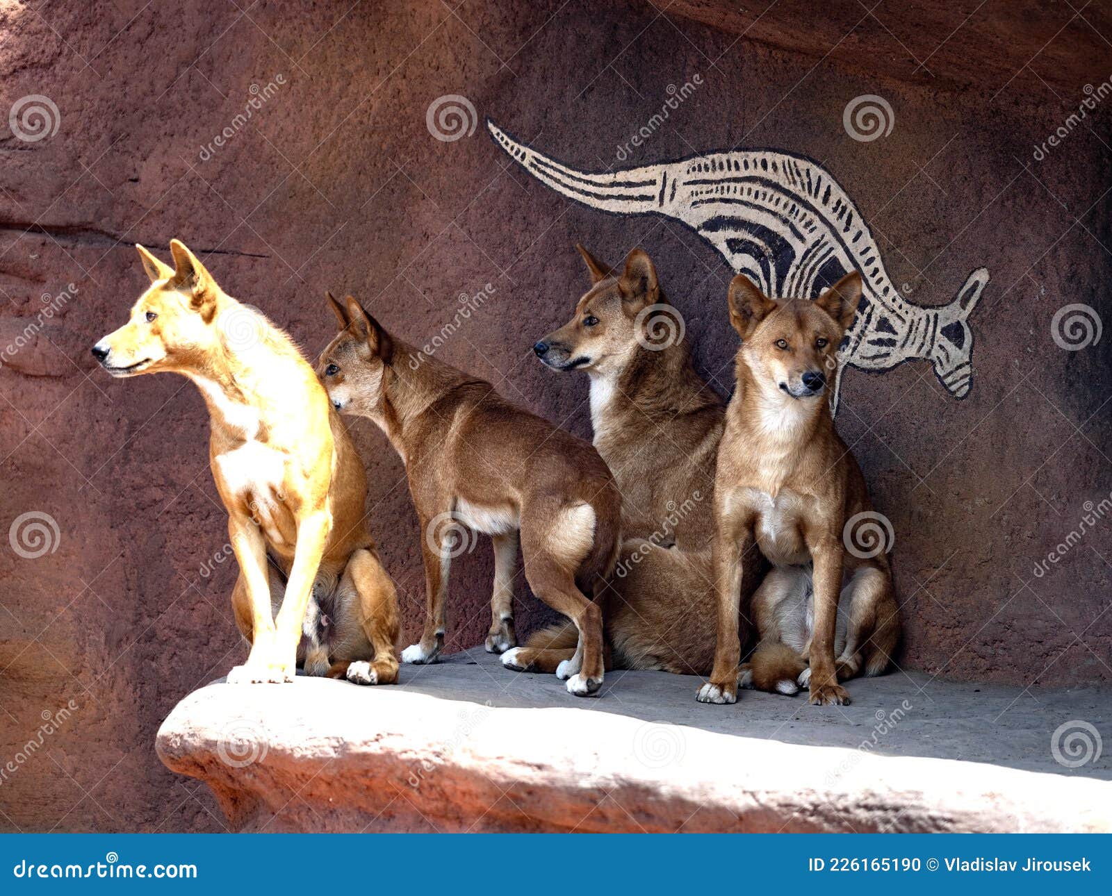 Small Bottom Dingo, Canis Dingo, in Front of Caves with Indigenous ...