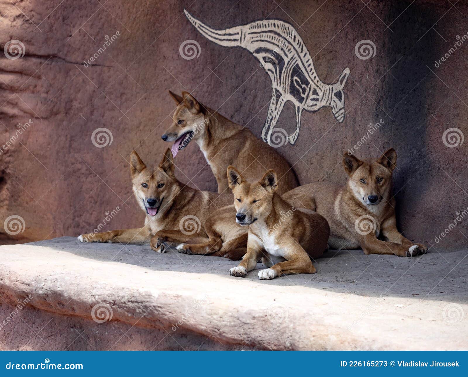 Small Bottom Dingo, Canis Dingo, In Front Of Caves With Indigenous ...