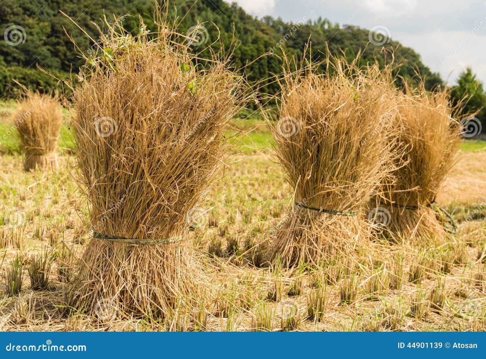 Small Bound Hay Bales stock image. Image of japanese - 44901139