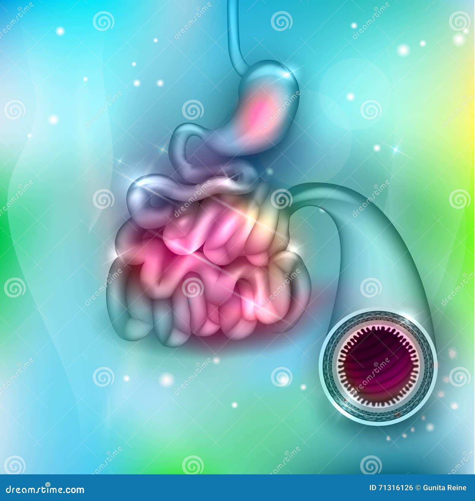 Small bowel and stomach stock vector. Illustration of gastrointestinal ...