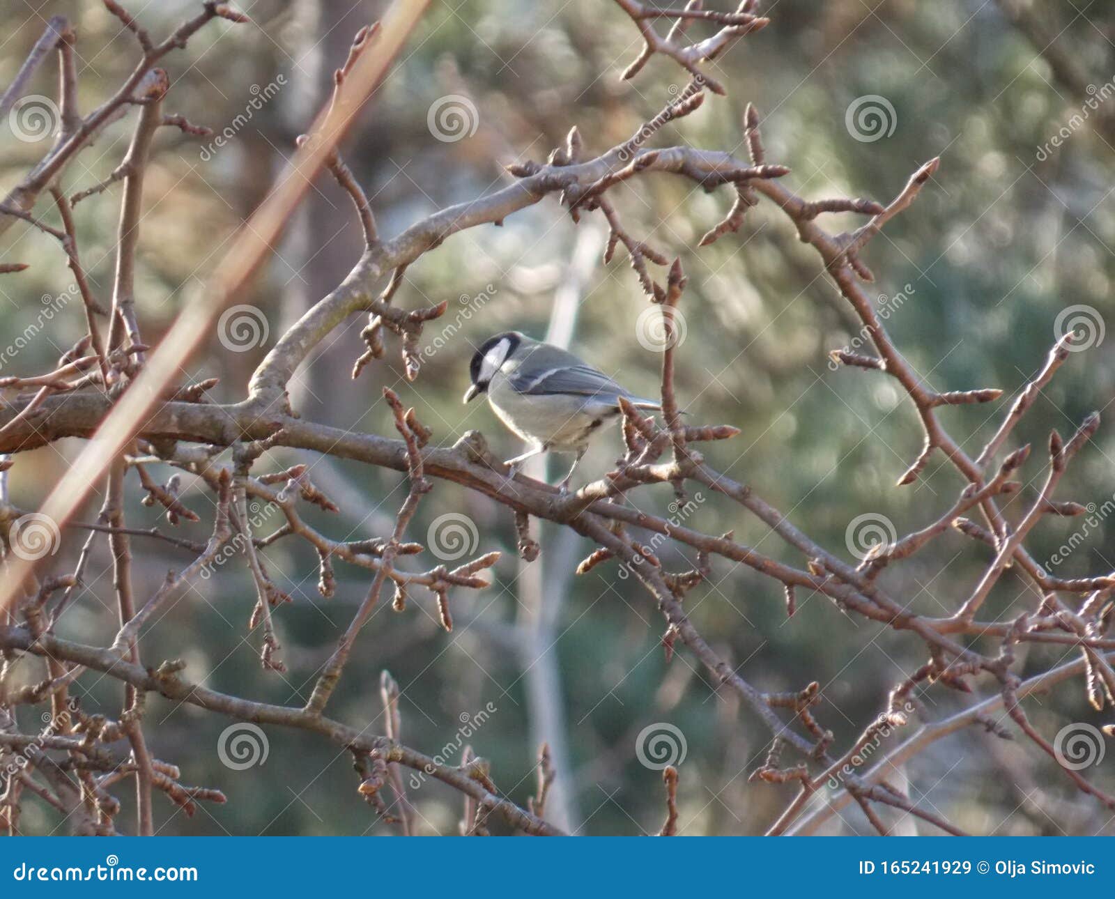 Small Bower on a Tree in the Fall Stock Image - Image of small, color ...