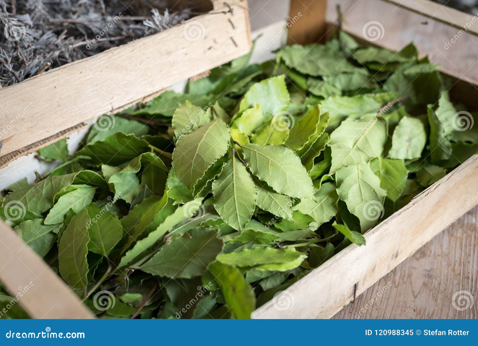 Small Box Filled with Laurel Leaves Standing on a Table Stock Image ...