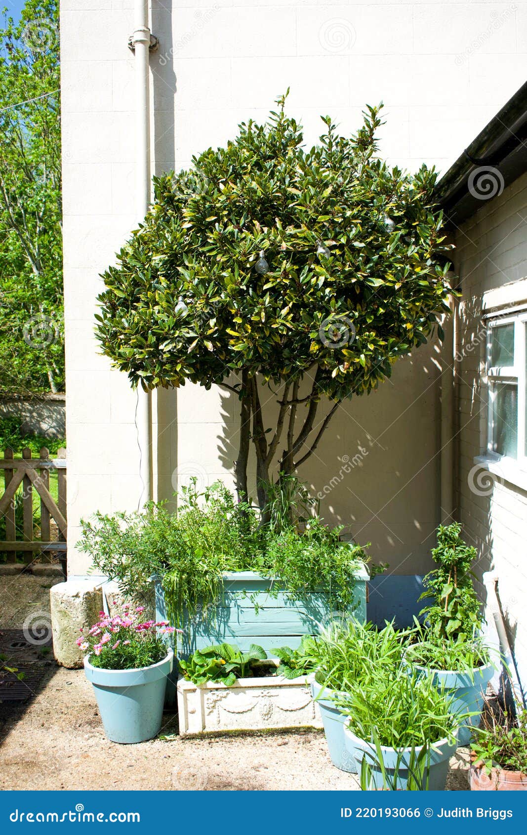 Small Boxed Tree in Summer Courtyard Stock Photo - Image of coloured ...