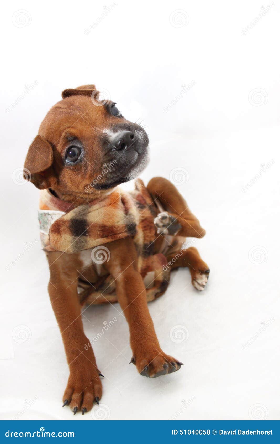 Small Boxer Puppy Scratching Stock Photo - Image of irritation, brown ...