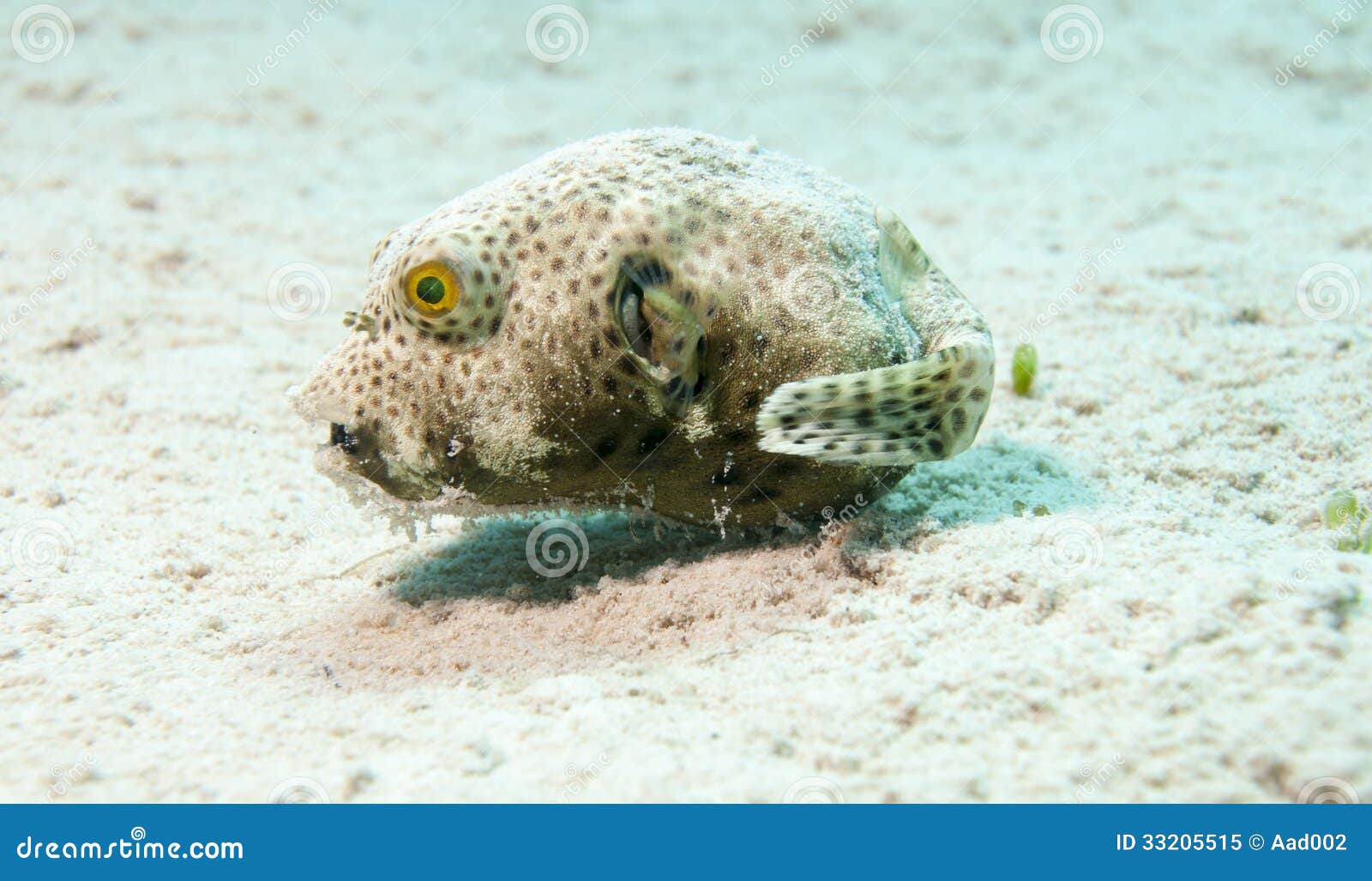 Small boxfish stock image. Image of animals, marine, ocean - 33205515